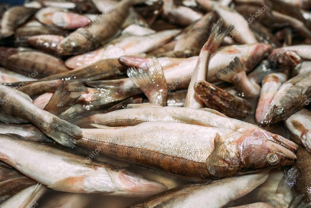 Peces grandes atrapados. Peces grandes vivos están en el agua 2022