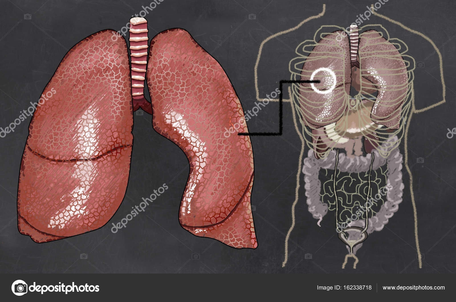 Longen anatomie illustratie met Torso ⬇ Stockfoto, rechtenvrije foto ...