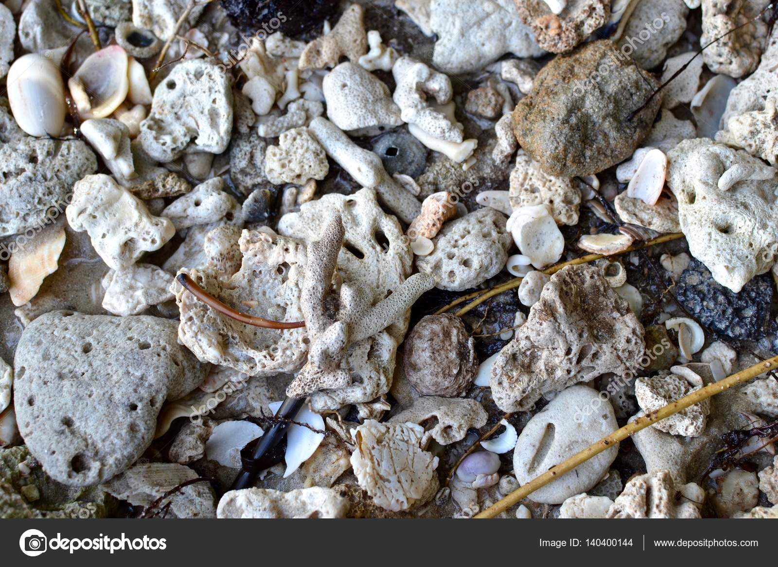 Borneo stones and seashell pattern Stock Photo by ©Sharonwildie 140400144