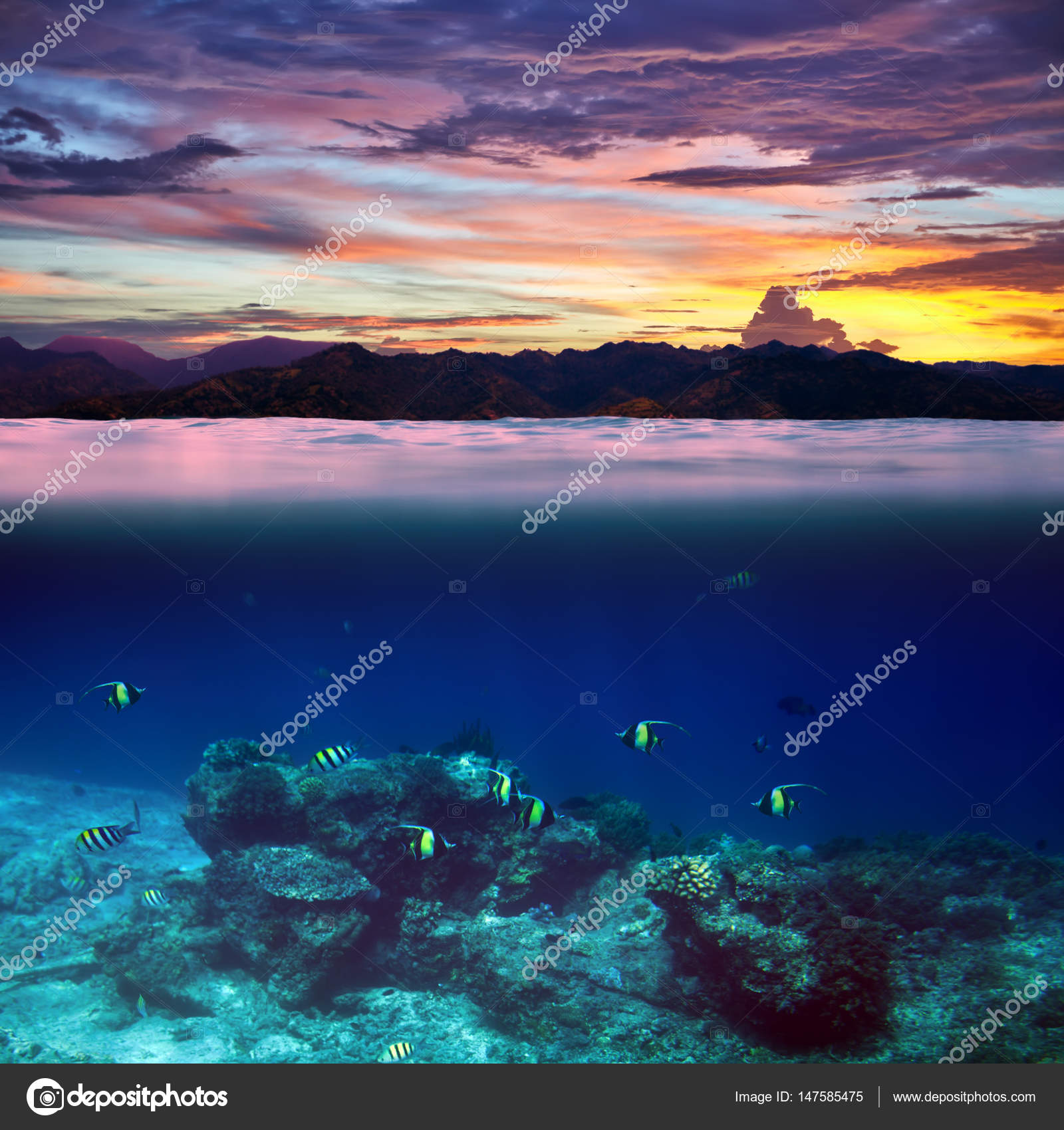 Fish in tropical ocean during beautiful sunset — Stock Photo © Gladkov ...