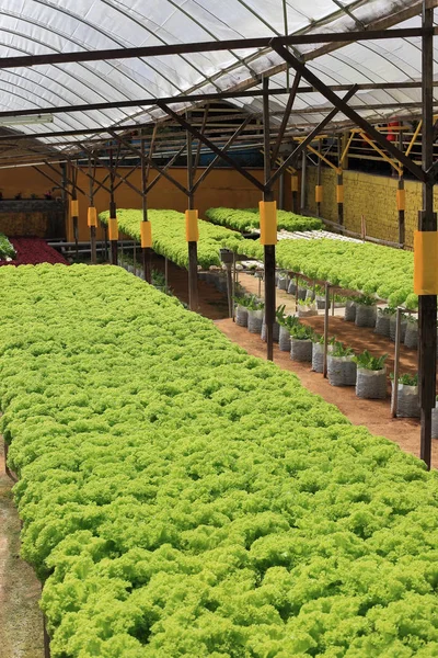 Organic vegetable cultivation farm - Stock Image - Everypixel