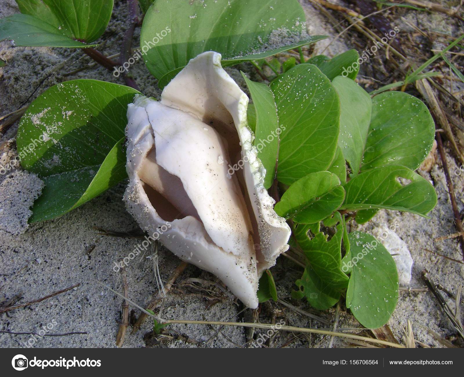 Cracked Sea Shell Lies Bed Leaves Sand Stock Photo by ©raksyBH 156706564