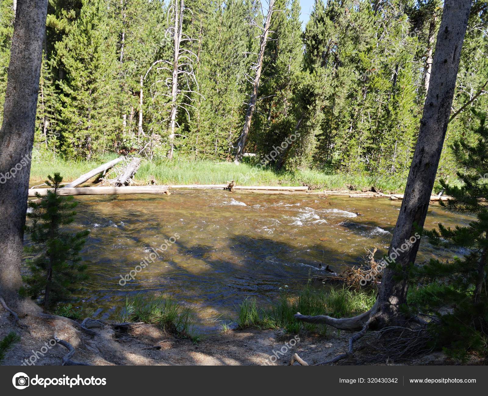 Yellowstone River flows down along the road at Yellowstone Natio ...