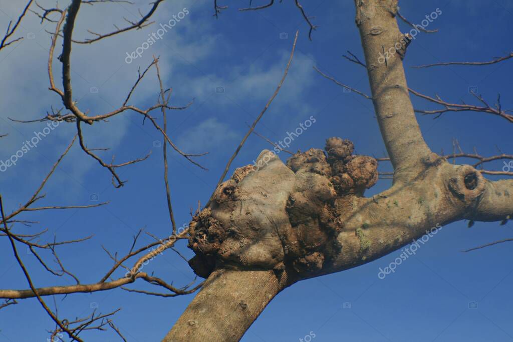 Protuberancia de afloramiento en un tronco de árbol 2022