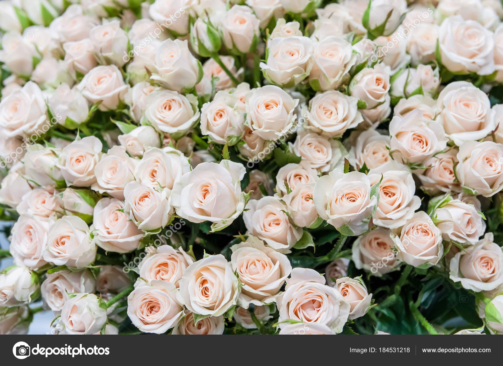 Roses Pink Green Elite Modern Varieties Bouquet Gift Background ...