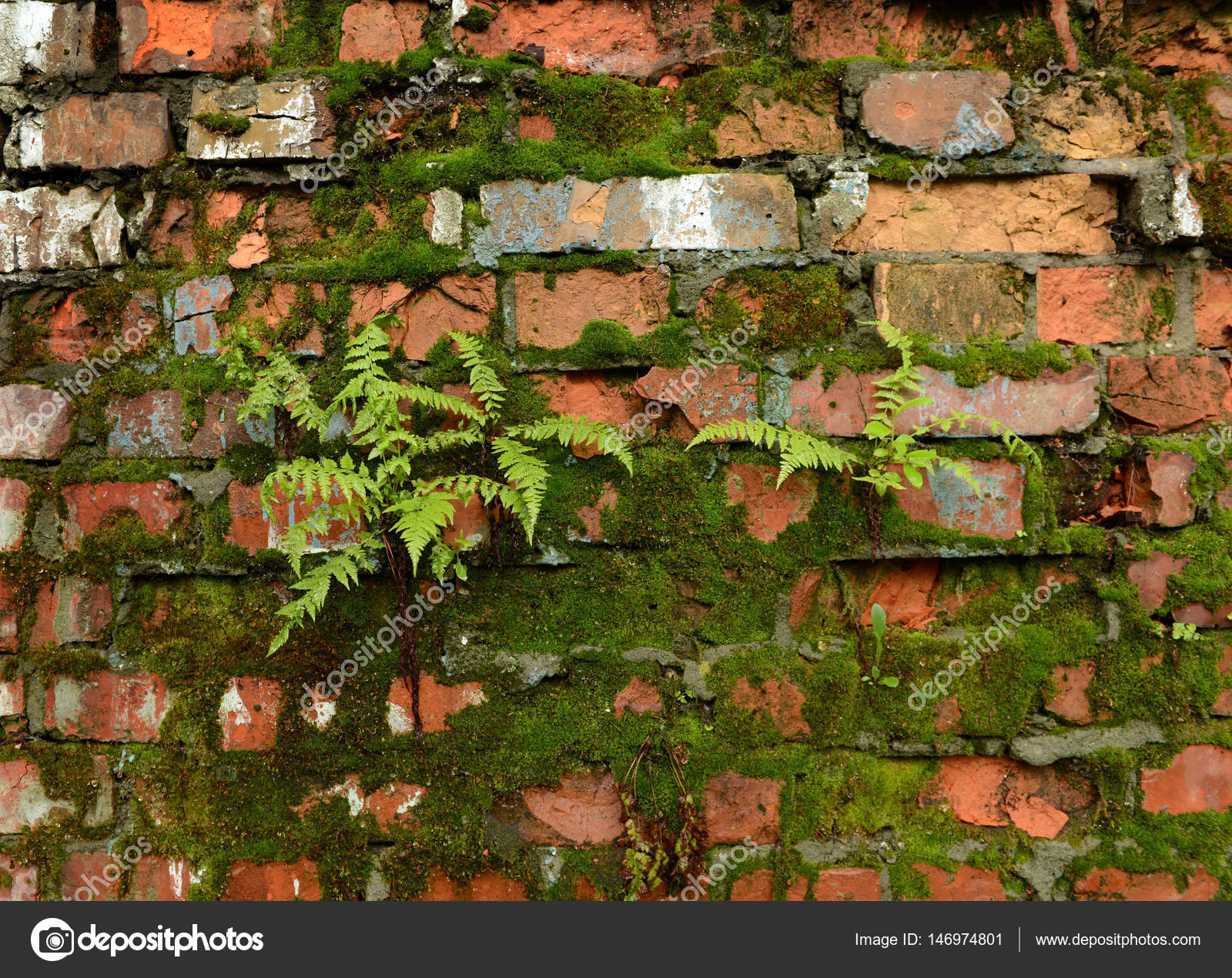 Wall overgrown, ancient brick wall, background, texture, old ...