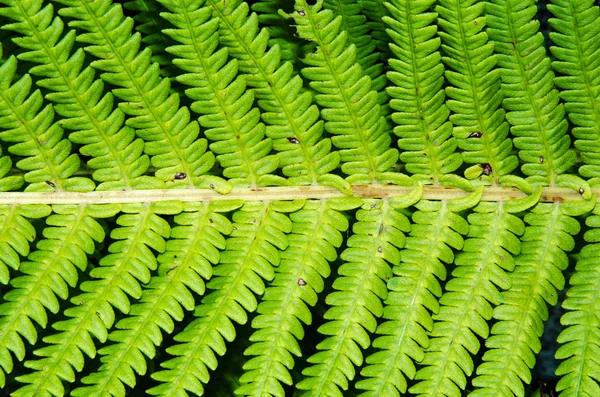Koru fern Stock Photos, Royalty Free Koru fern Images | Depositphotos