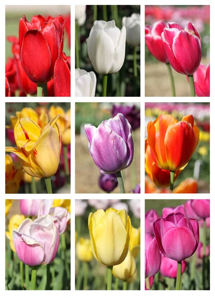 Variedades de tulipanes Stock Photos, Royalty Free Variedades de ...