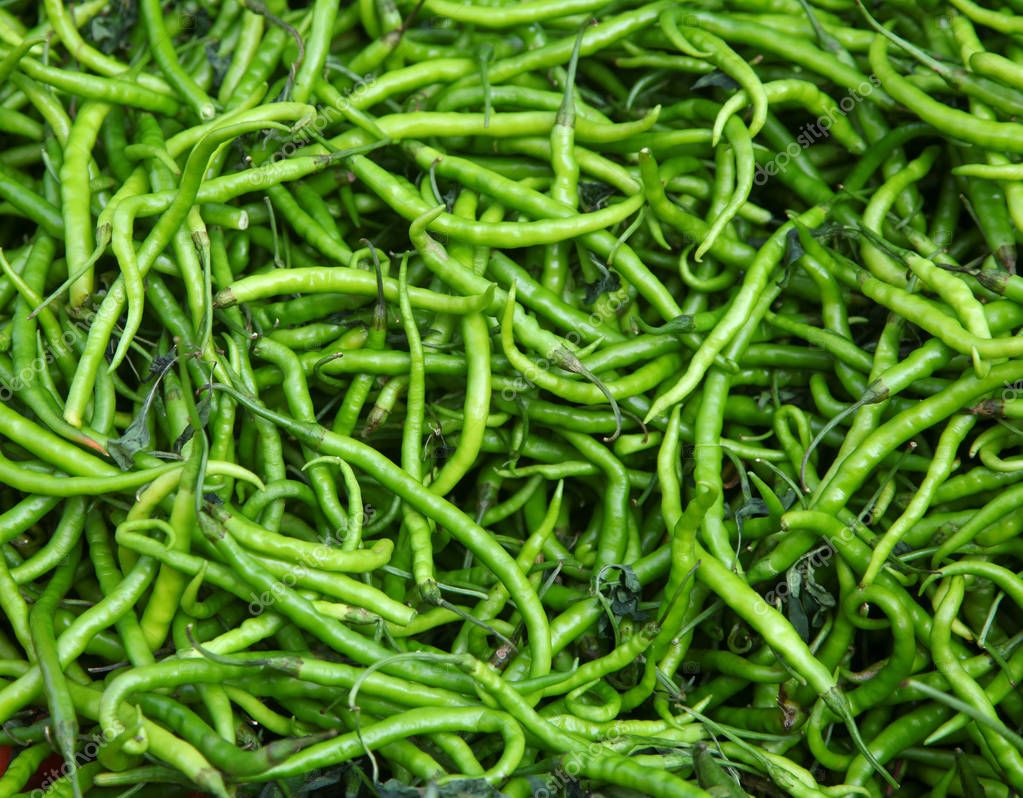 Chiles verdes largos finos y picantes crecen en Guntur, India 2023