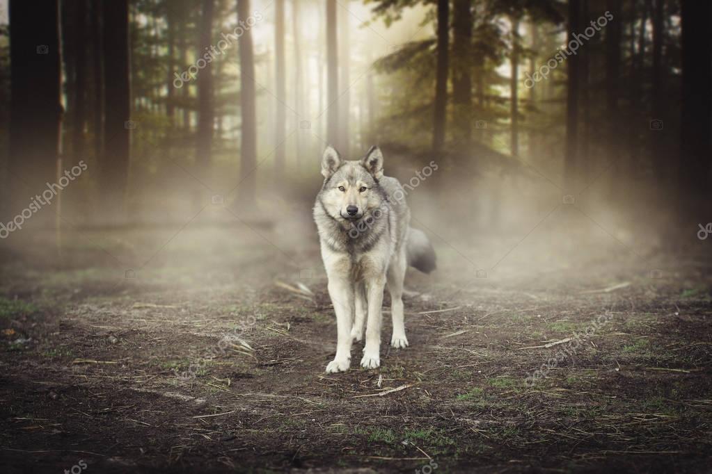 Para llamar a NORTH LOUP, en ESTADOS UNIDOS