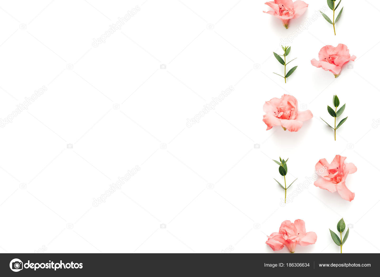 Border With Soft Pink Azalea Flowers And Green Leaves On White B ...