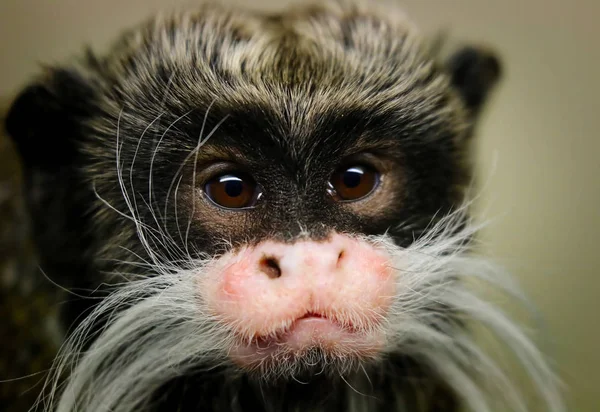 ᐈ Emperor tamarin stock pictures, Royalty Free emperor tamarin photos ...