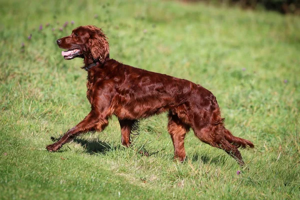 Irish Setter running — Stock Photo © Farinosa #49391701