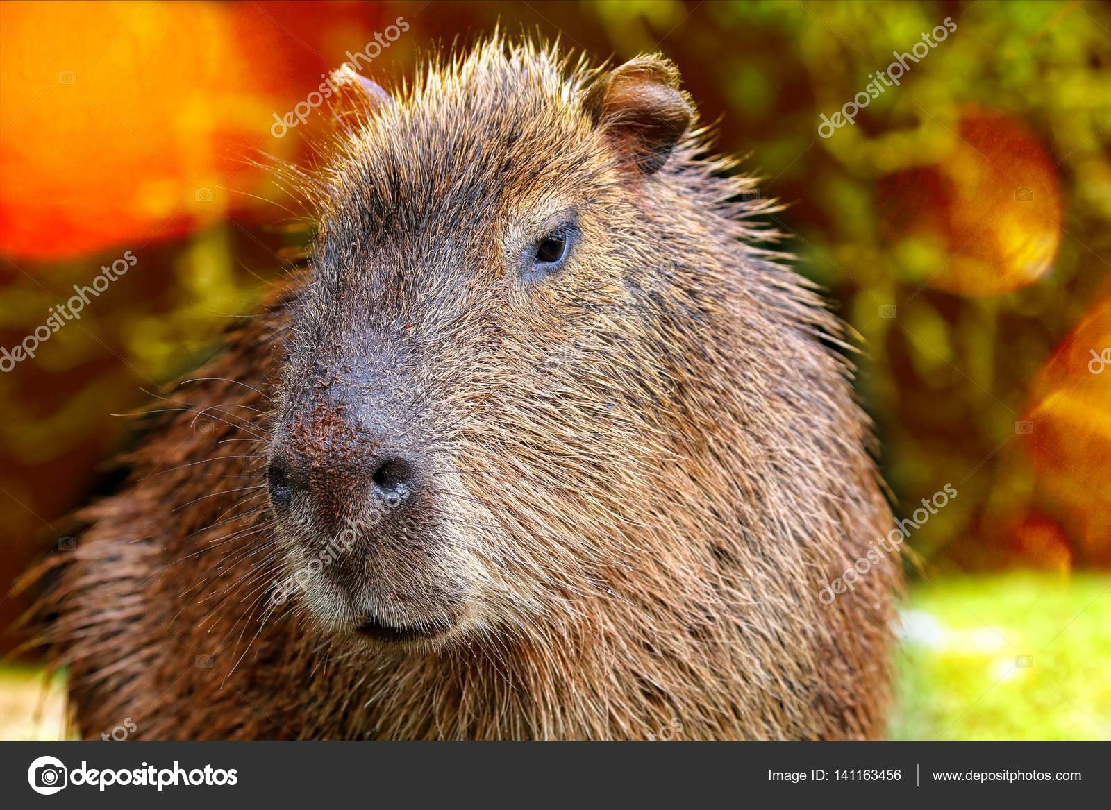 CapyBara portrait looking forwards — Stock Photo © UniquePhotoArts ...