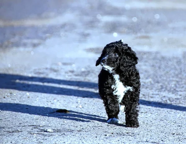 Spoodle Stock Photos, Royalty Free Spoodle Images | Depositphotos