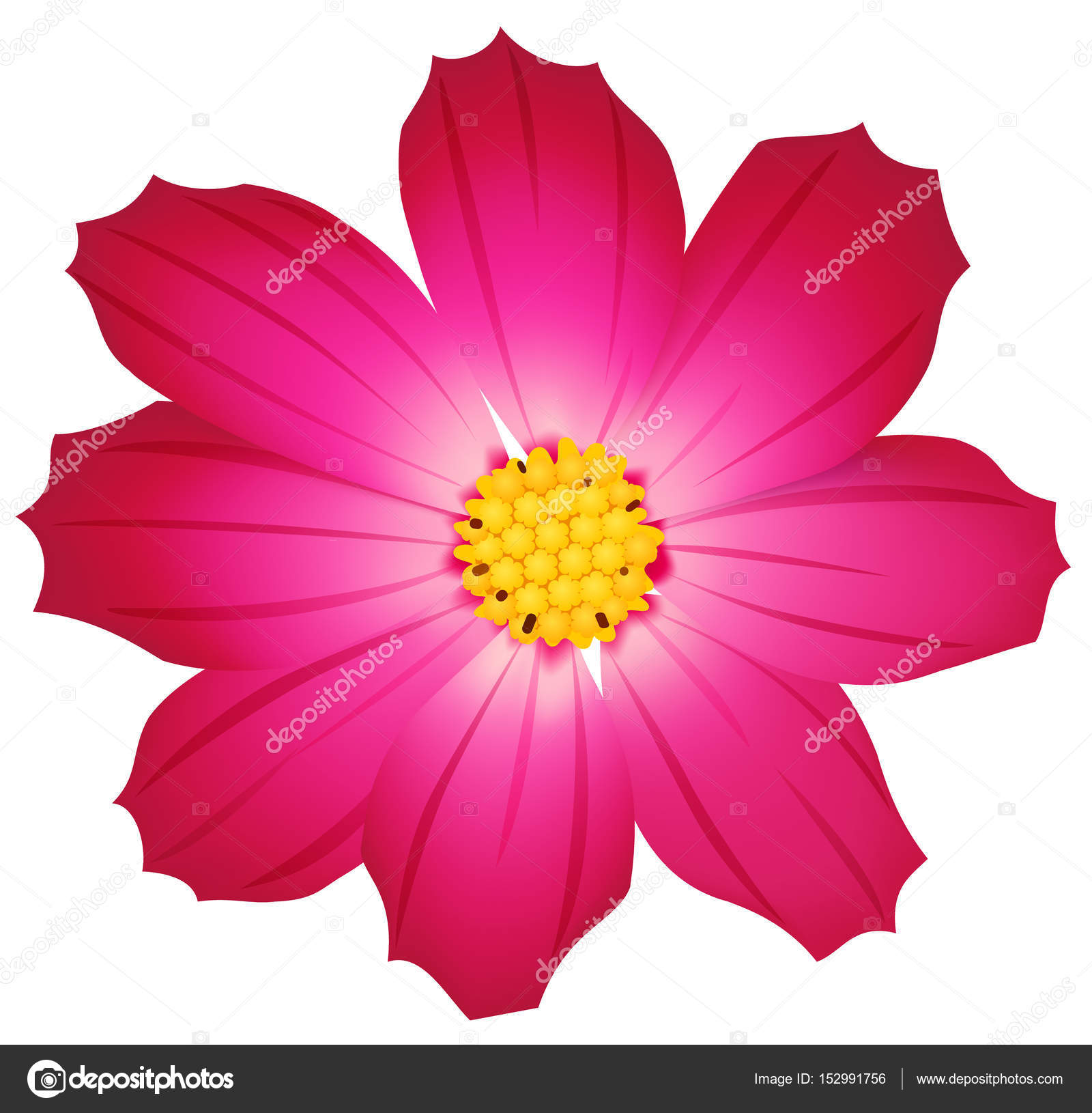 Pink blooming flower Stock Vector Image by ©Gizele #152991756
