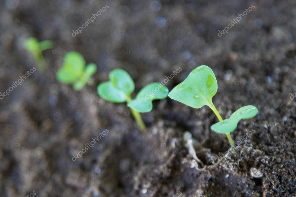 secuencia de plantas que crecen en el suelo al aire libre 2022
