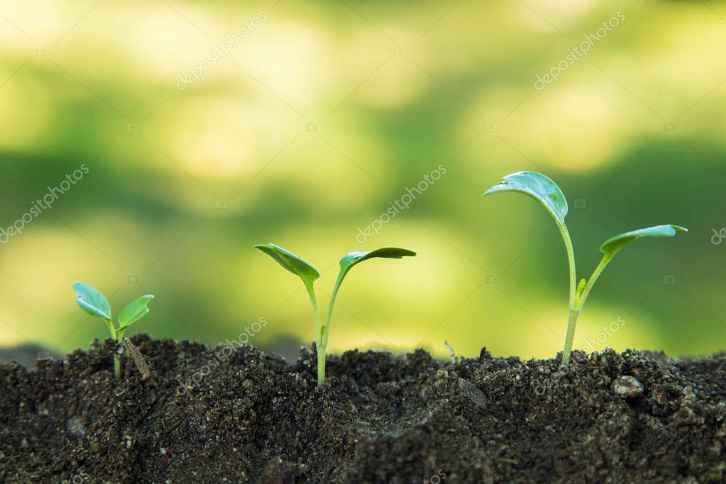 secuencia de plantas que crecen en el suelo al aire libre 2022