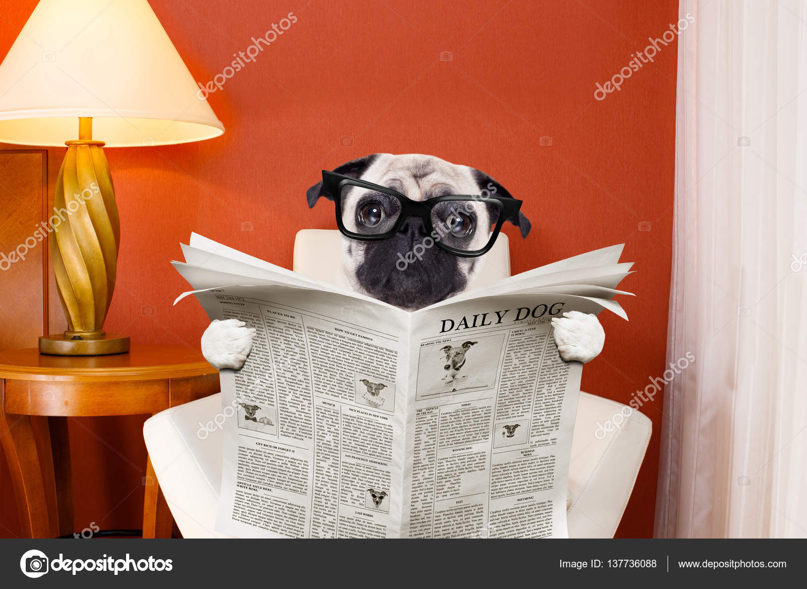 Dog reading newspaper at home Stock Photo by ©damedeeso 137736088