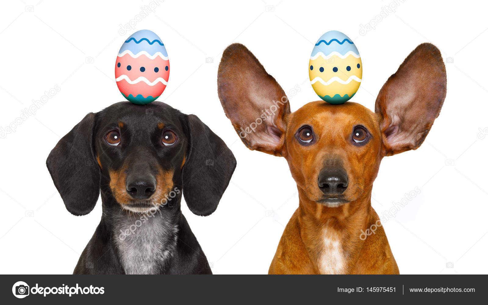 Easter bunny dogs with egg — Stock Photo © damedeeso #145975451