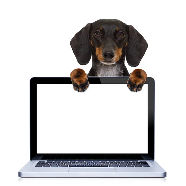 Dog computer — Stock Photo © damedeeso #34959529