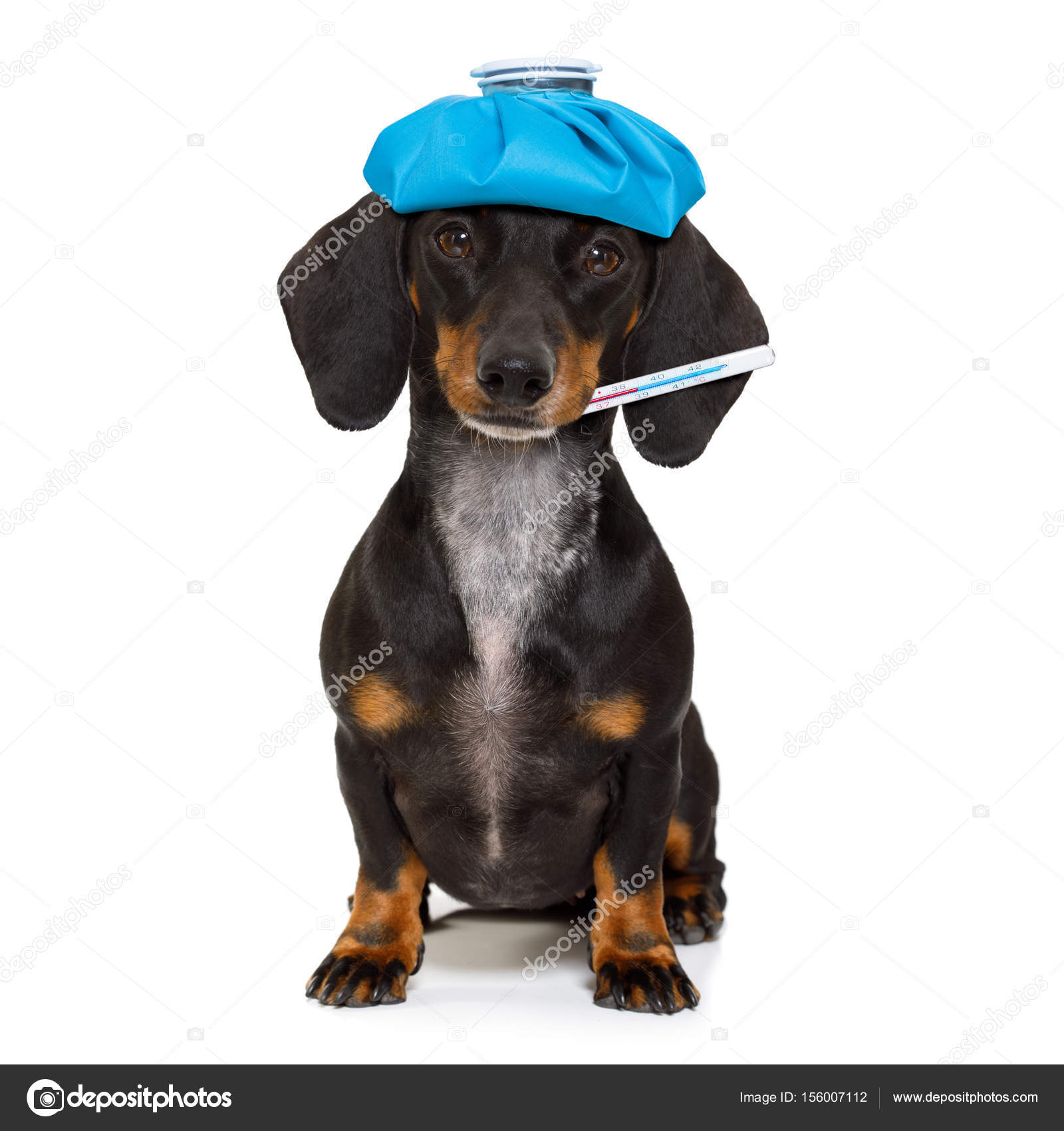 Ill sick dog with illness Stock Photo by ©damedeeso 156007112
