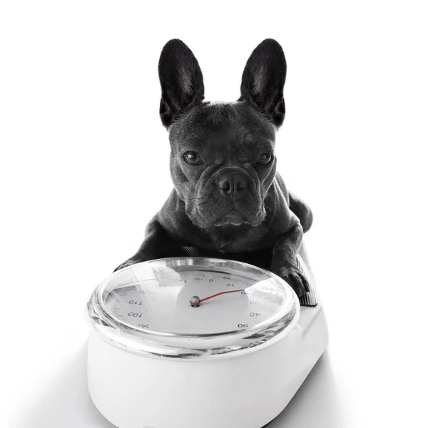 Dog weight scale Stock Photos, Royalty Free Dog weight scale Images ...