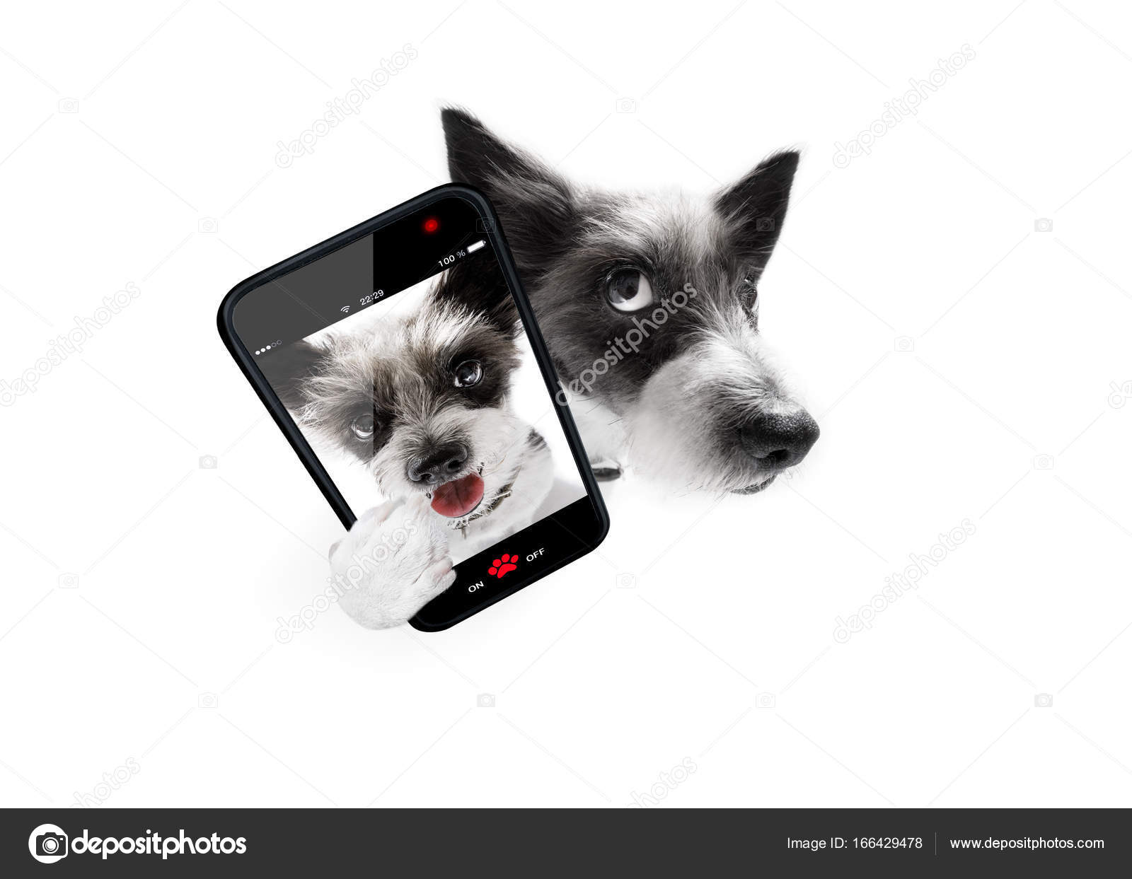 Close up curious dog looks up selfie — Stock Photo © damedeeso #166429478