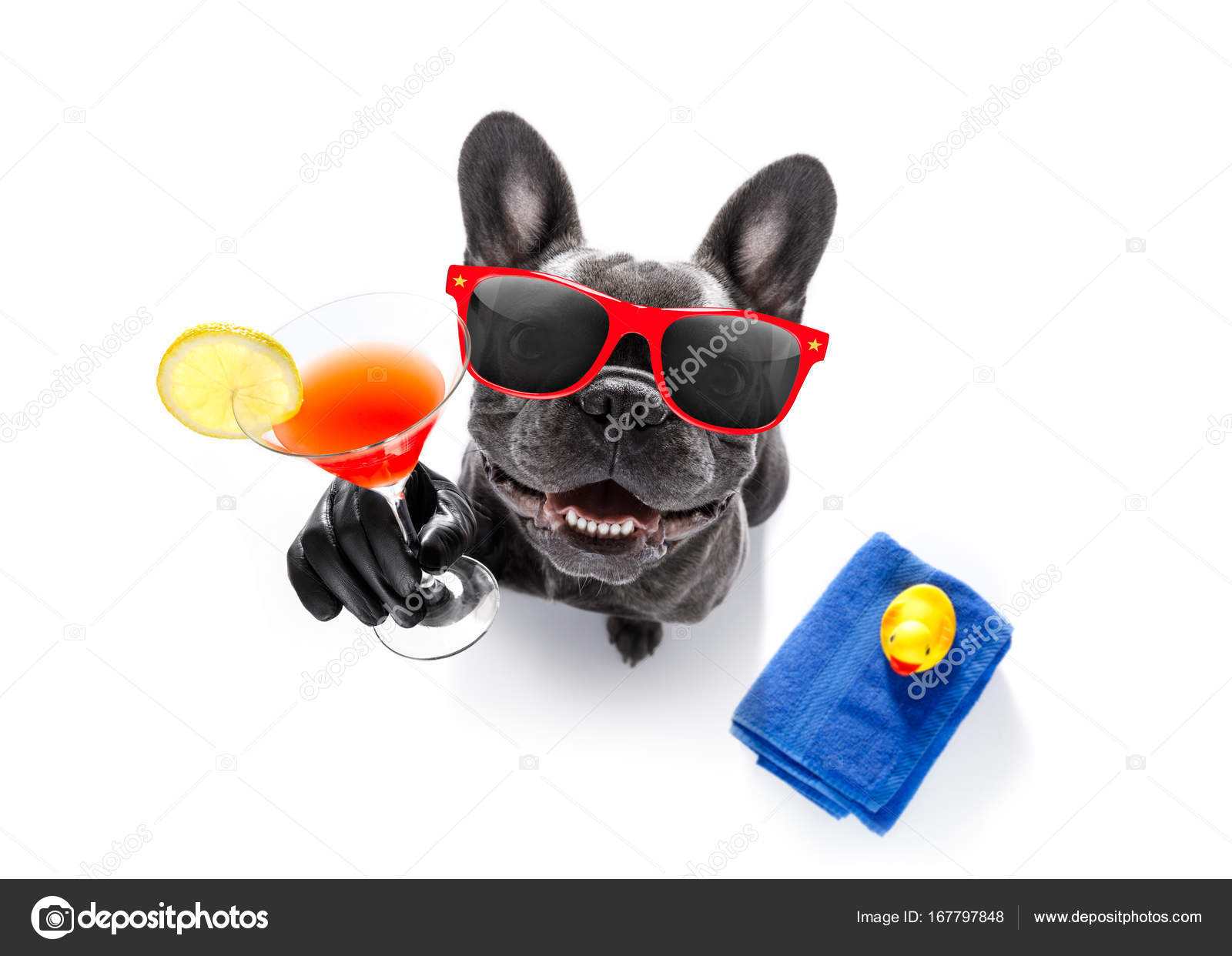 Drunk dog drinking a cocktail Stock Photo by ©damedeeso 167797848