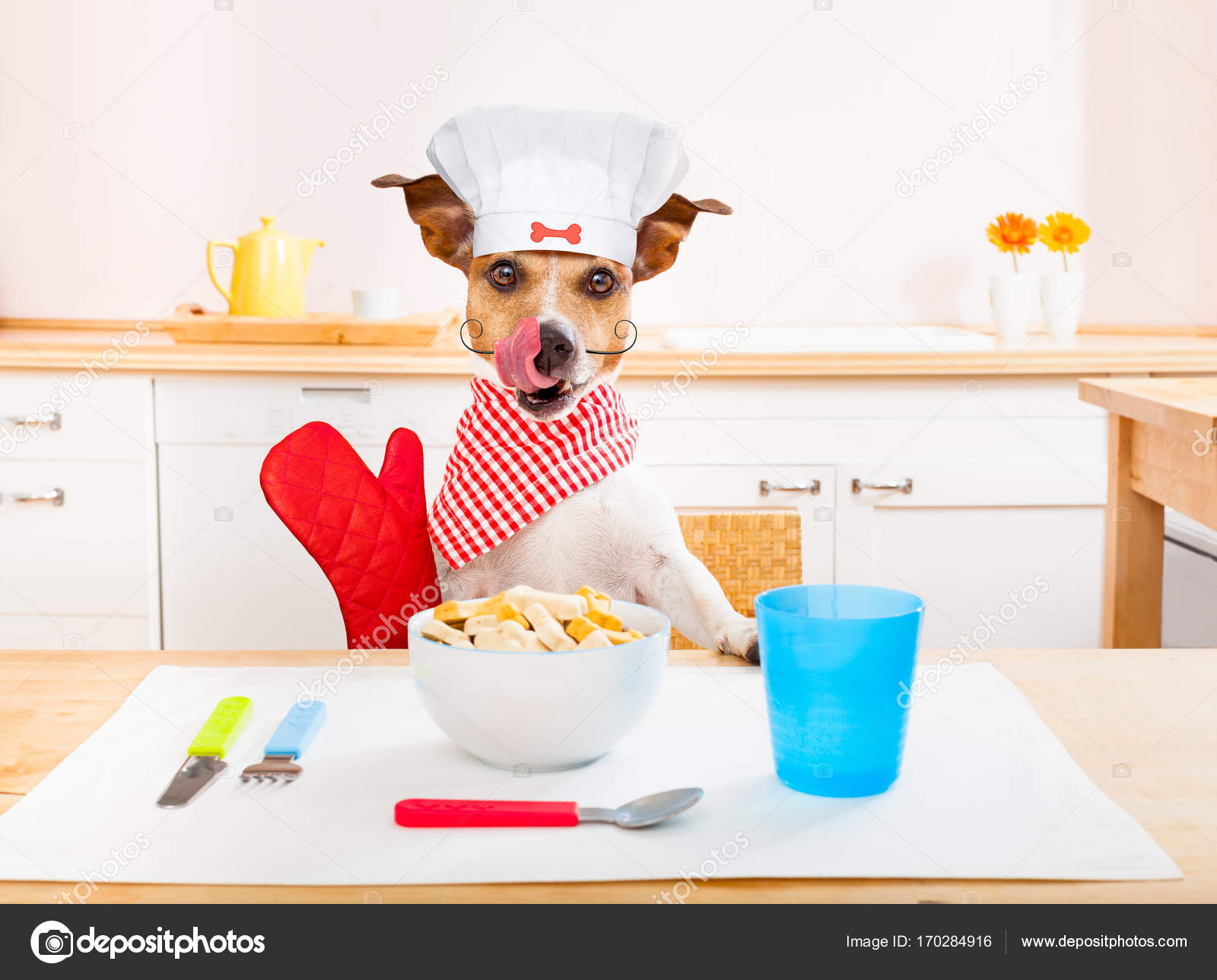 Chef cook dog in kitchen Stock Photo by ©damedeeso 170284916