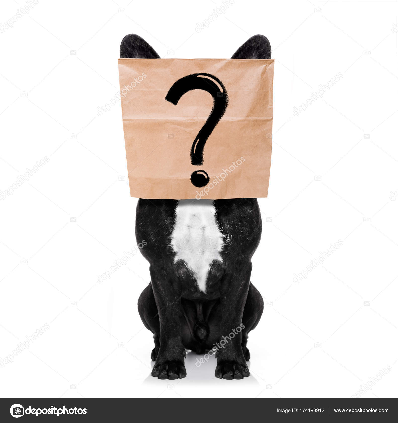 Question mark dog Stock Photo by ©damedeeso 174198912
