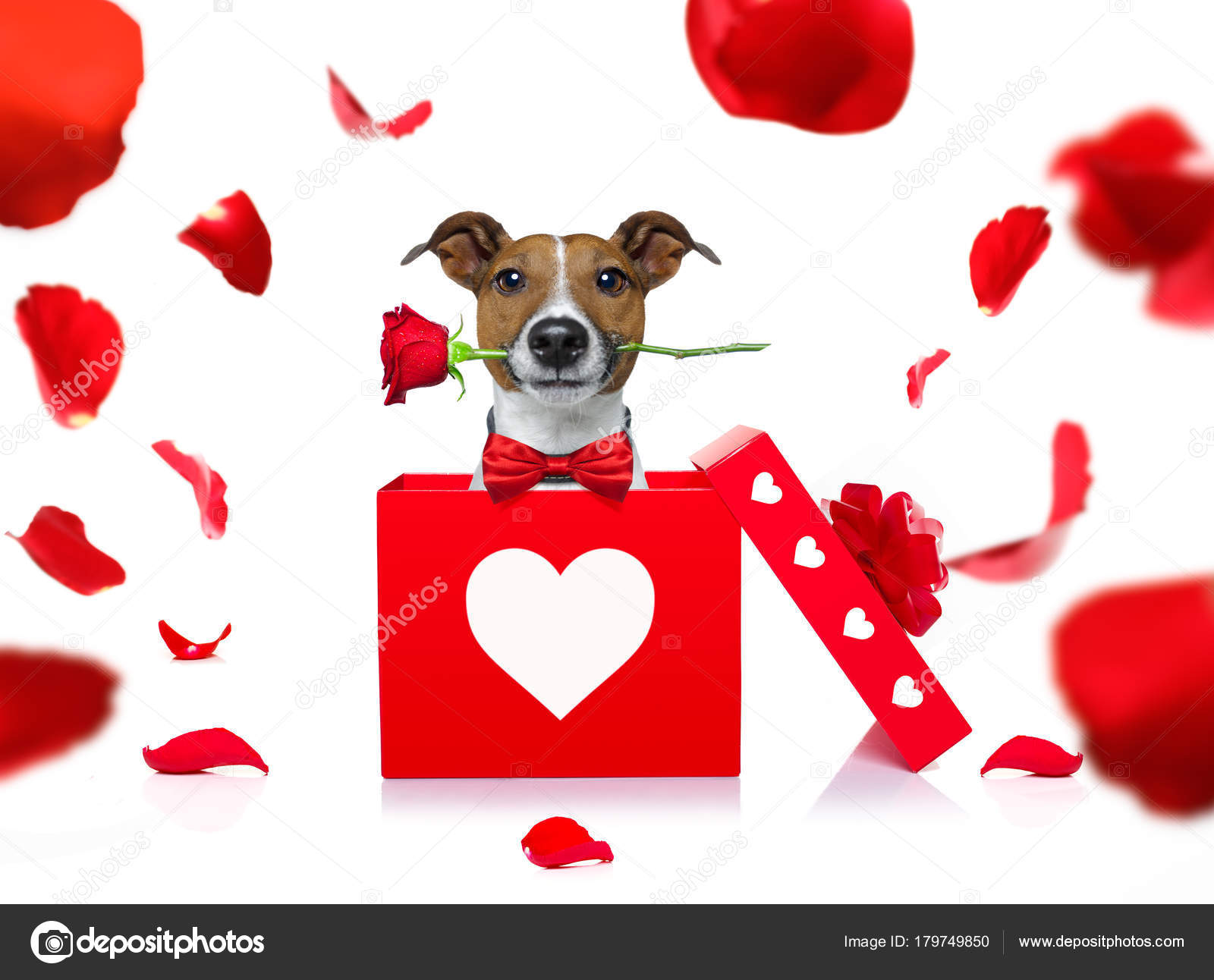 Happy valentines dog Stock Photo by ©damedeeso 179749850