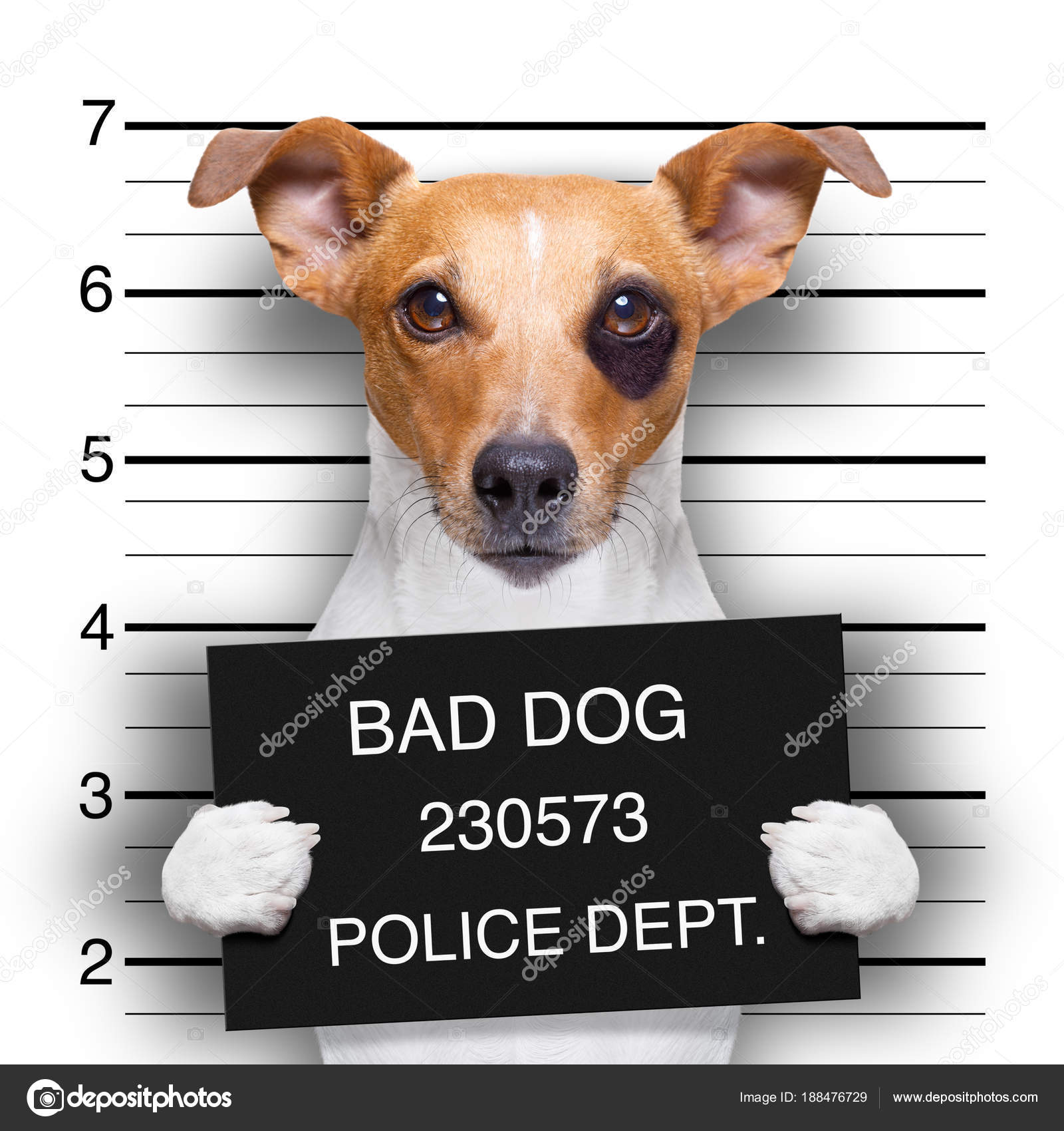 Mugshot dog at police station — Stock Photo © damedeeso #188476729