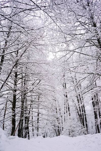 cold weather, in the forest all the trees in white snow, winter has ...