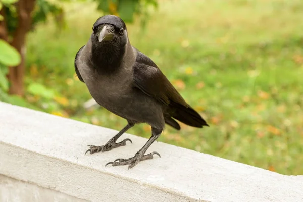 Cute dibujos animados cuervo Stock Photos, Royalty Free Cute dibujos ...