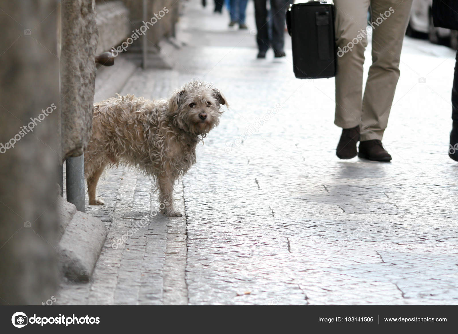 Why Do Dogs Walk Into Corners