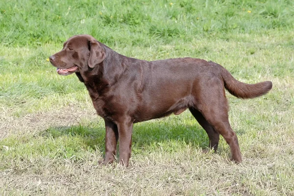 Braune Labrador-Retriever auf der Wiese – Stockfoto © CaptureLight ...