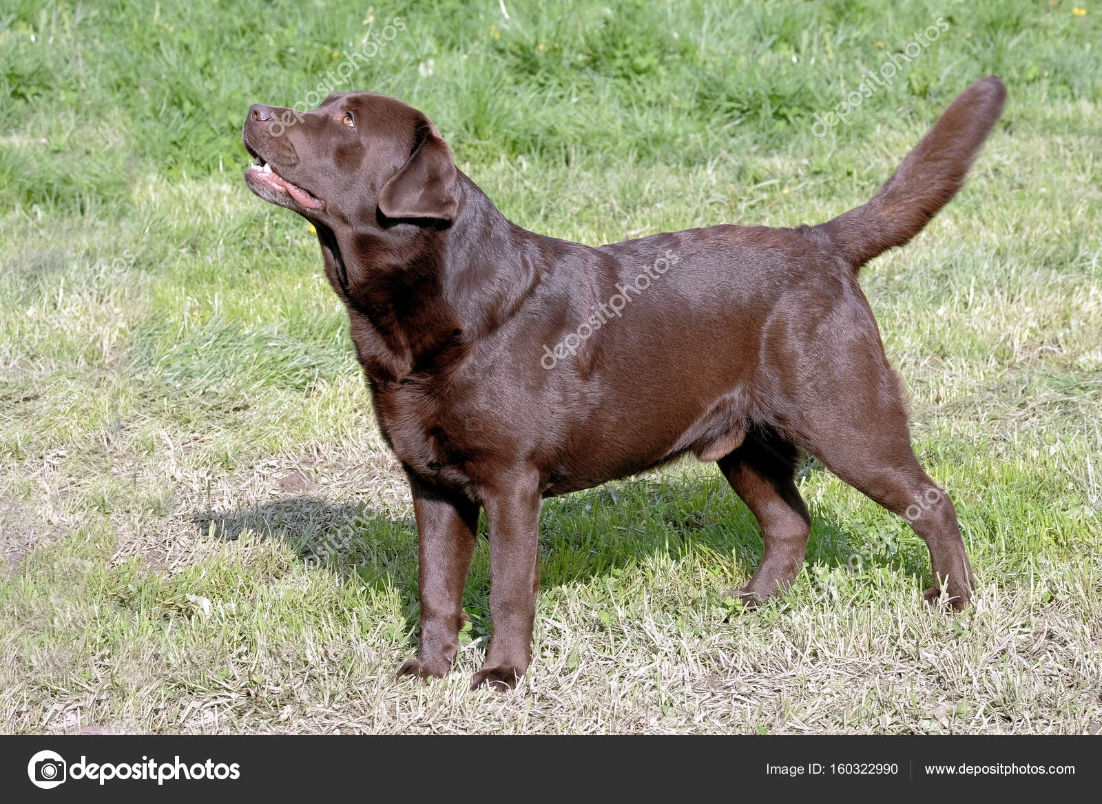 Braune Labrador-Retriever auf der Wiese - Stockfotografie: lizenzfreie ...
