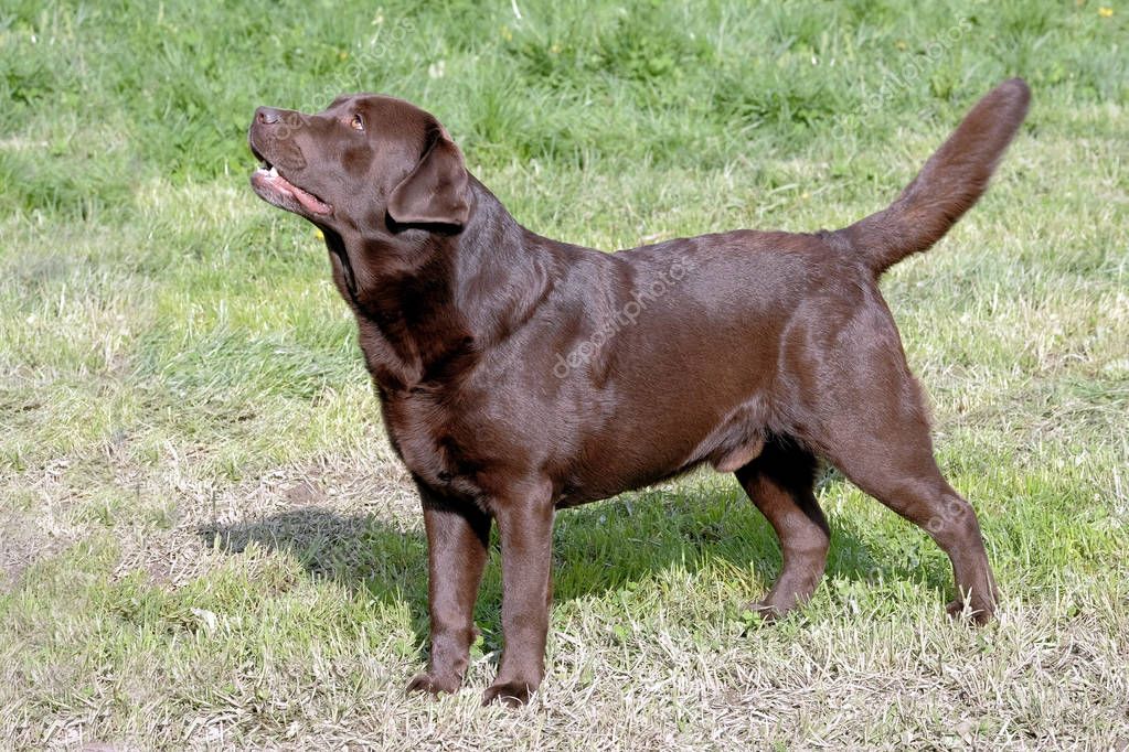 Brauner Labrador Retriever auf der Wiese — Stockfoto © CaptureLight ...