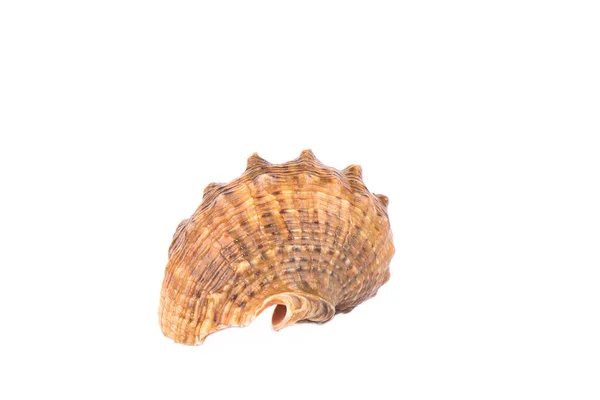 Shellfish white background Stock Photos, Royalty Free Shellfish white ...