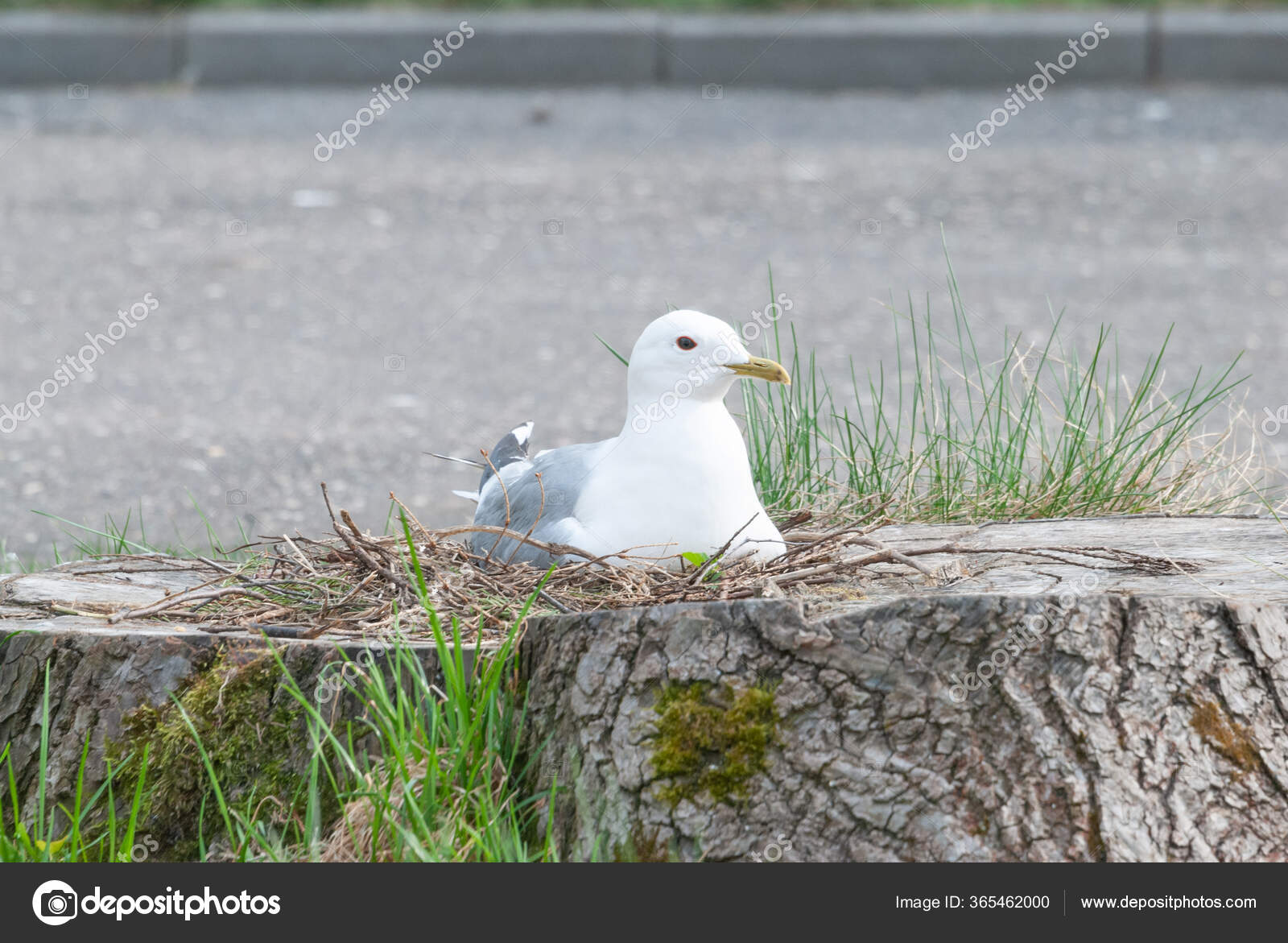Seagull Nest