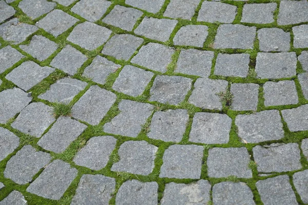 Tails on the Footpath - Stock Image - Everypixel