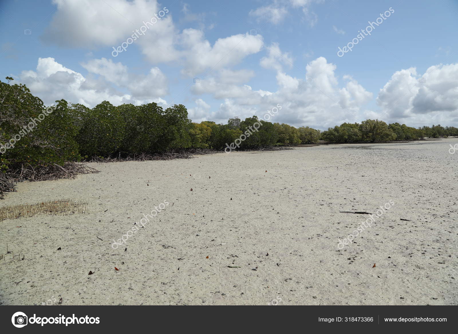 Snail Shells Sand Mida Creek Kenya Africa — Stock Photo © rajastills ...