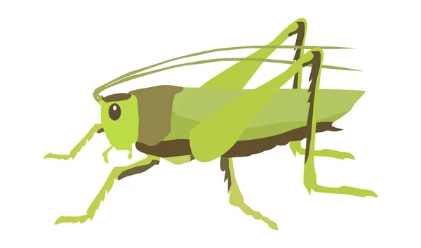 Cricket Bug Drawing
