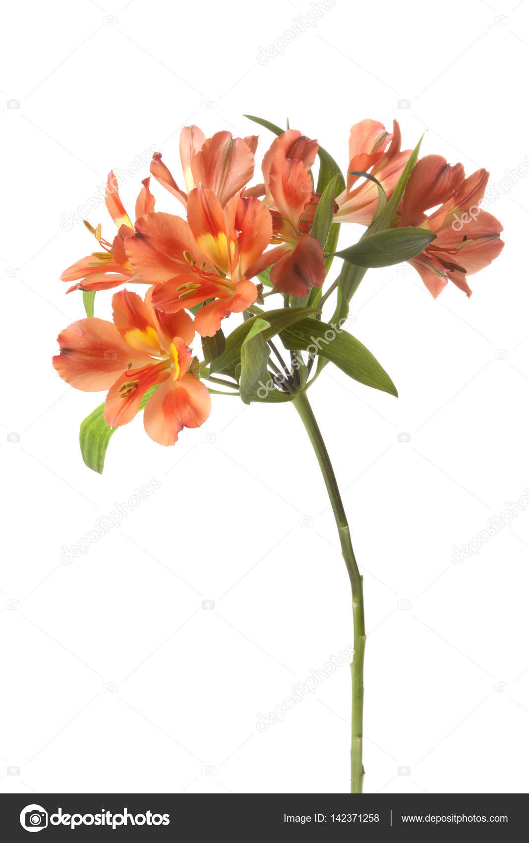Orange Alstroemeria flower Stock Photo by ©MarlonnekeWillemsen 142371258