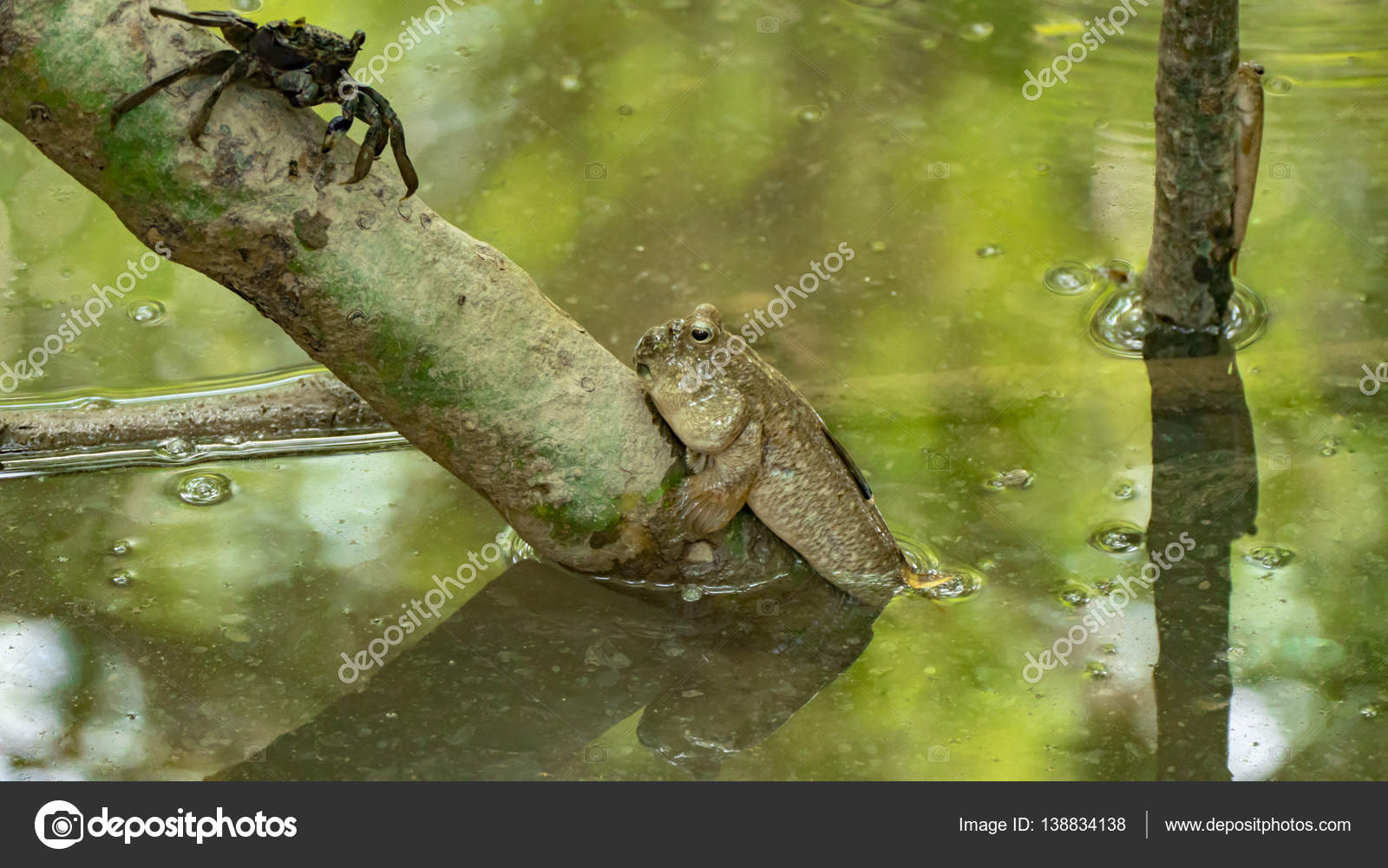 Mangrove Swamps Fish
