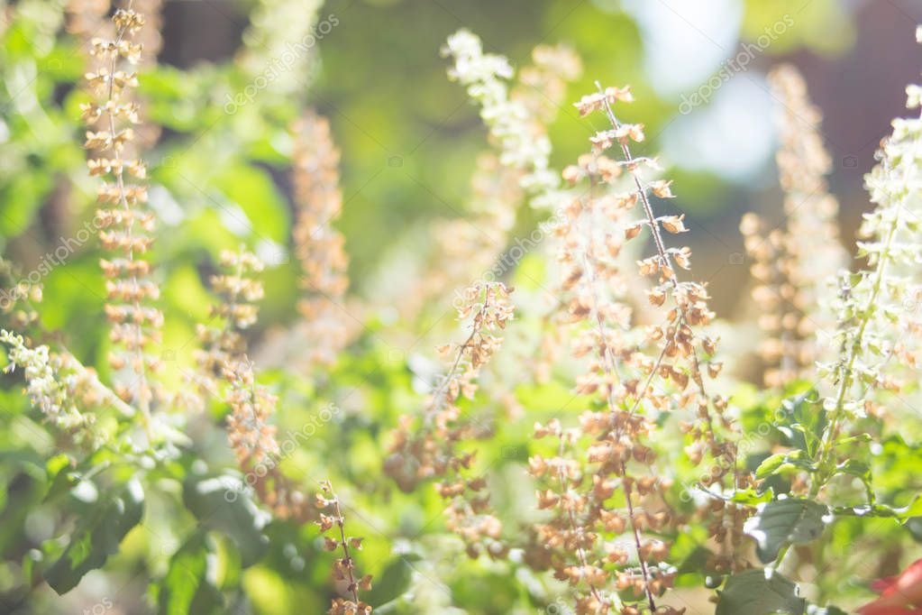 enfoque suave de fondo de flor de albahaca peluda para textura 2022