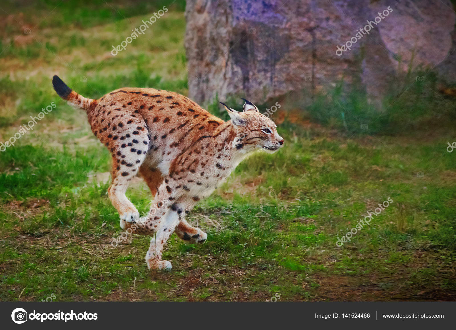 Lynx Running