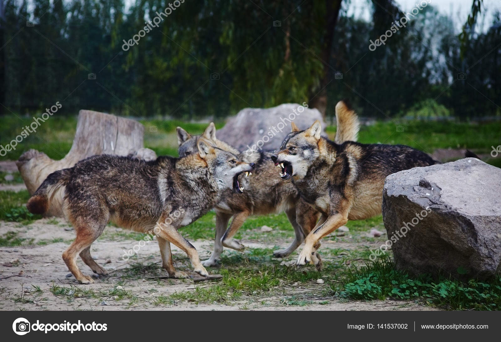 Gray Wolves Fighting