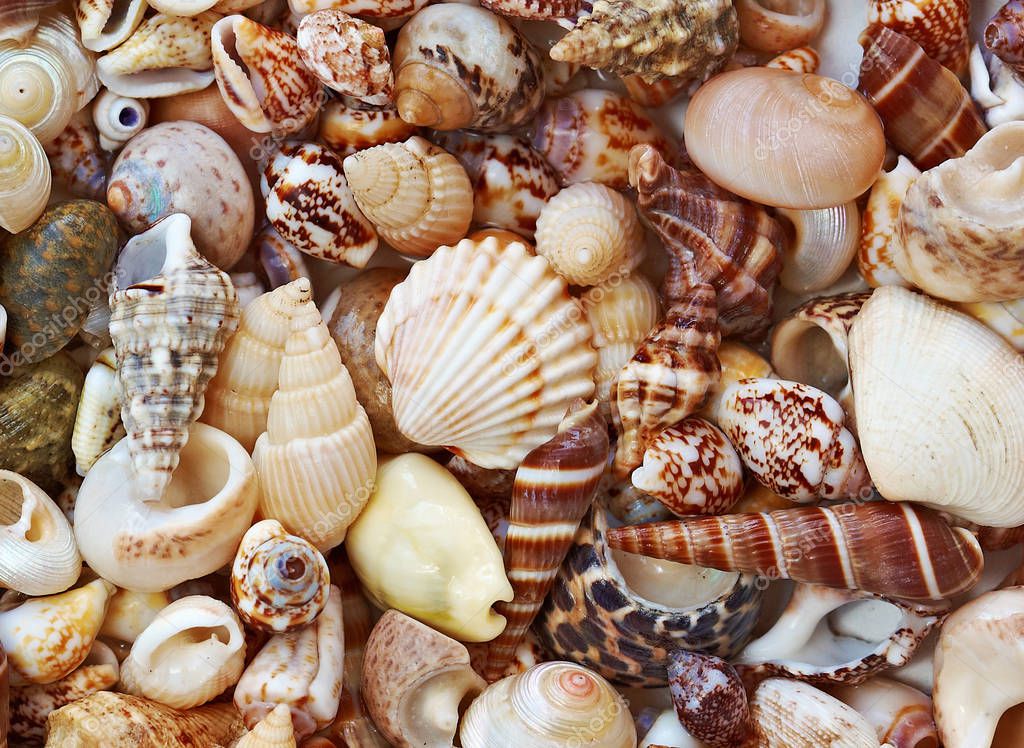 Pattern of cute beautiful colorful seashells on beach — Stock Photo ...